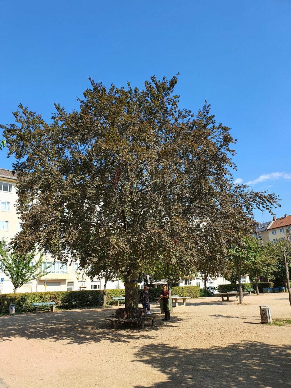 Grün- und Umweltamt vitalisiert Baumstandorte - sensor Magazin - Mainz